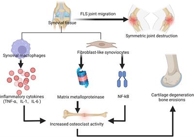 Frontiers | Systemic complications of rheumatoid arthritis: Focus on pathogenesis and treatment